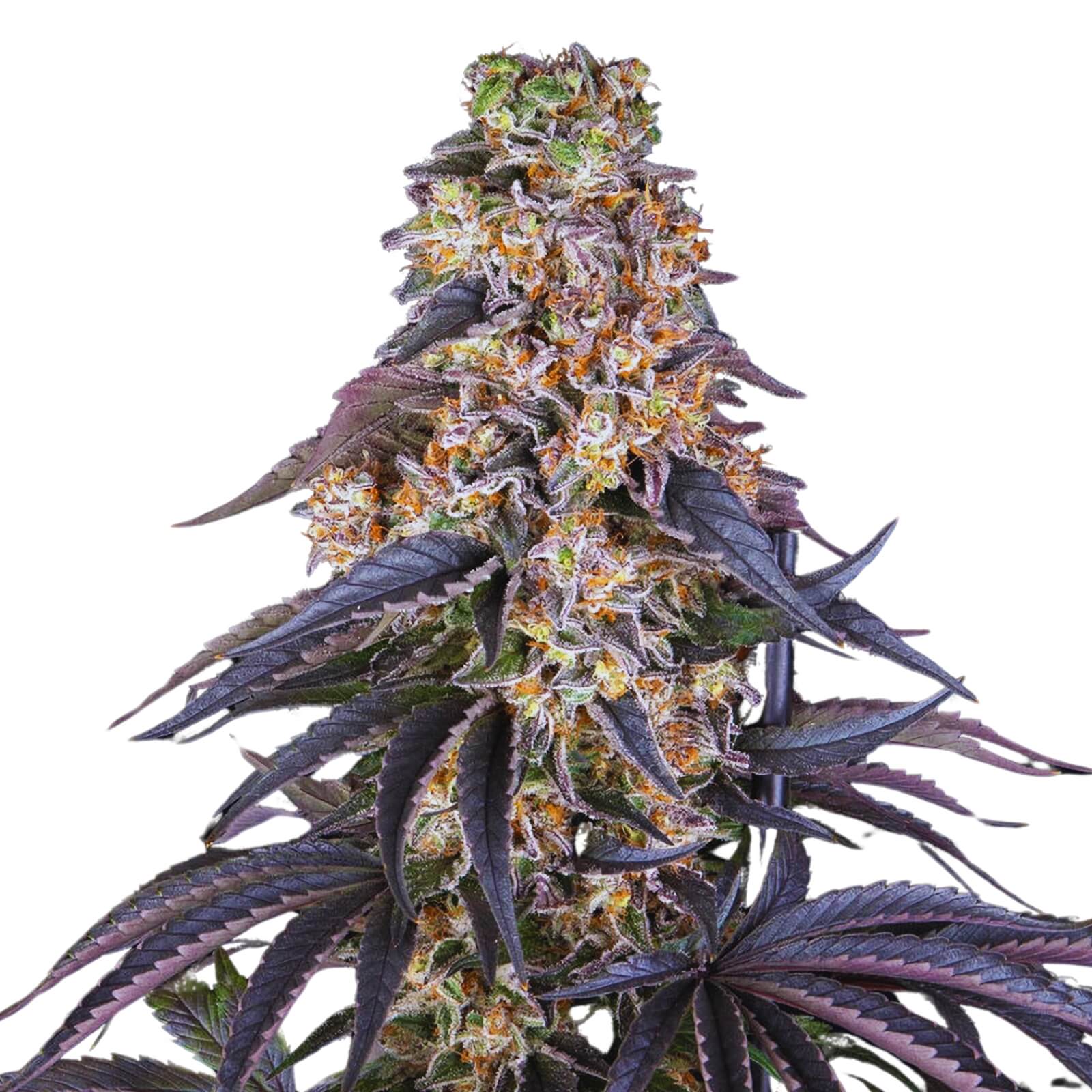 Tropicana Cookies Seeds 🍪 Tropical Flavor, Energizing High